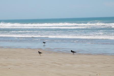 Goolwa Cockle Season and the Kuti Shack 2020 – Caravan Correspondent