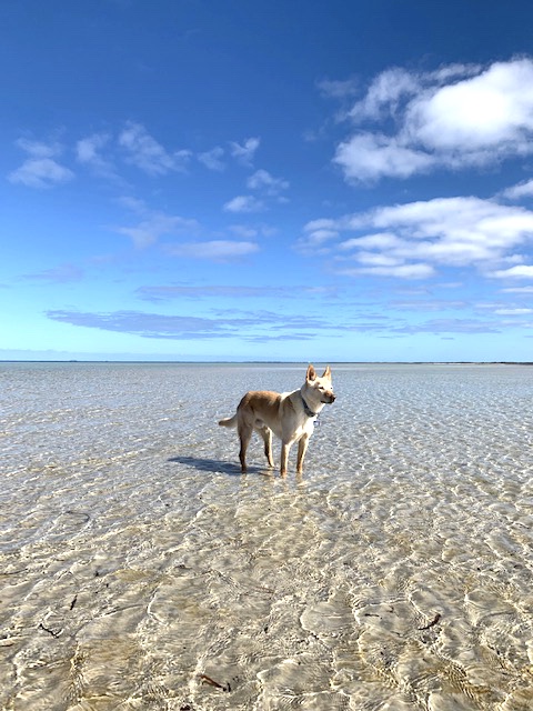 Rest in Peace ~ Neo Kelpie – Caravan Correspondent