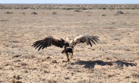 Flinders Ranges – Where the wildlife comes to you – Caravan Correspondent